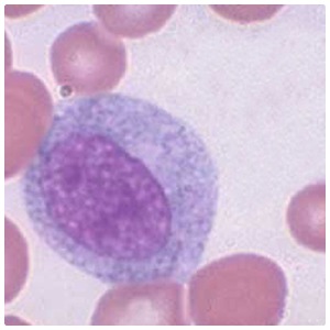 @Nãotemmaisfim@: Mielócitos